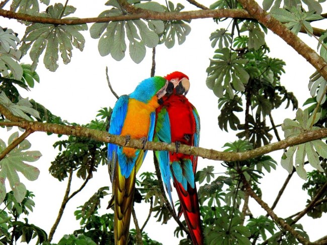 Estudo analisa 50 anos de comércio de aves na Amazônia – Portal ...