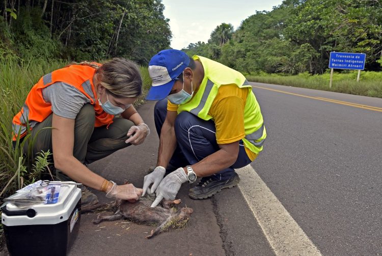 EM PARCERIA COM INDÍGENAS, PROJETO CONSTRÓI PONTES NA AMAZÔNIA PARA ...